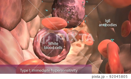 White blood cell and antigen in the immune systemのイラスト素材 [92045805] - PIXTA