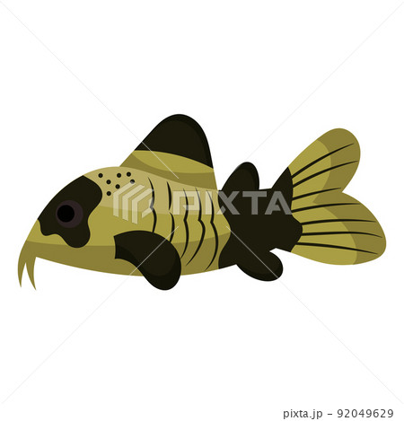 Corydoras fish aquarium water animal nature and...のイラスト素材 [92049629 ...