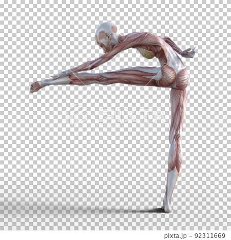 Muscle specimen female whole body perming3DCG... - Stock Illustration ...