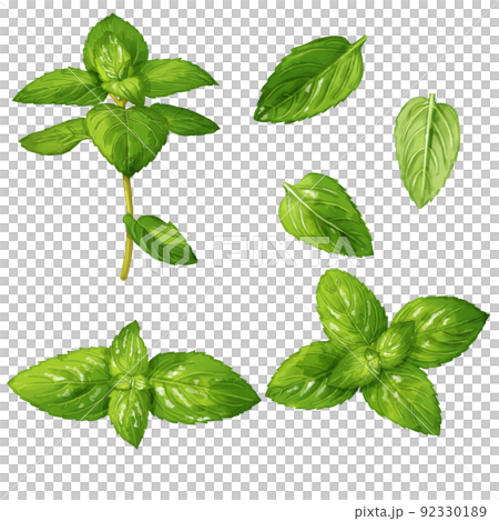 Hand drawn watercolor peppermint illustration set - Stock Illustration ...