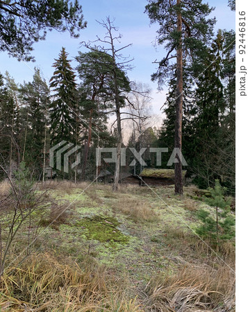 Mixed autumn forest in Finland, Northern Europe.の写真素材 [92446816] - PIXTA