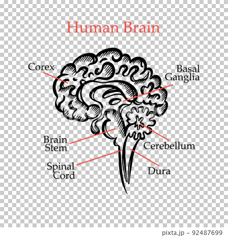 HUMAN BRAIN OUTLINE MONOCHROME General Layout... - Stock Illustration ...
