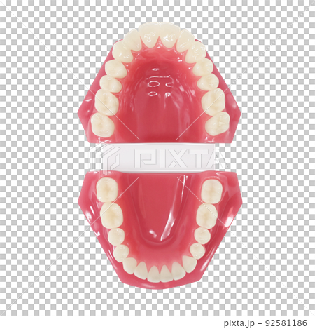 Real Tooth Png
