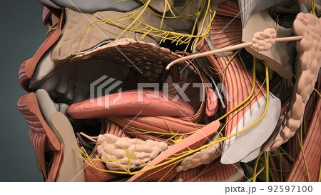 Human Mouth Tongue And Musclesのイラスト素材 [92597100] - PIXTA