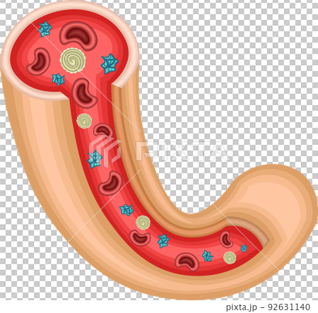 血管健康圖-插圖素材 [92631140] - PIXTA圖庫