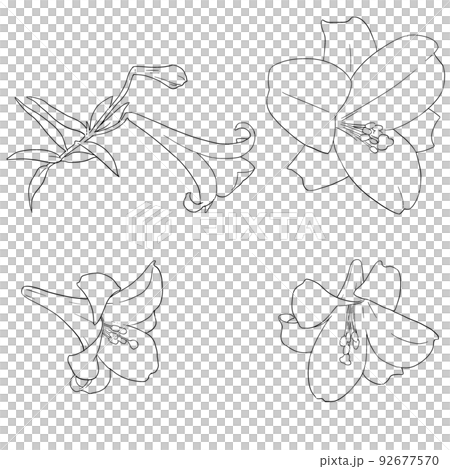 Lily flower line drawing - Stock Illustration [92677570] - PIXTA