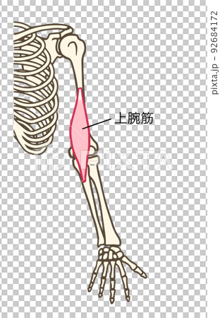 Brachial muscles, upper limb skeleton, with names - Stock Illustration ...