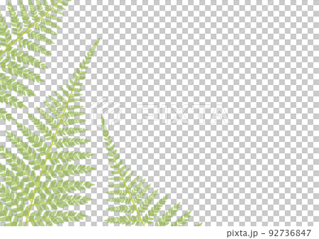 Fern leaf background with white text space - Stock Illustration ...