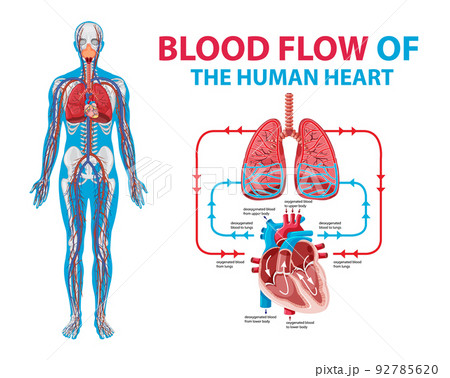 Human Body Diagram Blood Flow Blood Flow Of The Heart Diagram