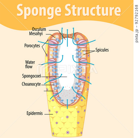 Diagram showing structure of spongeのイラスト素材 [92792168] - PIXTA
