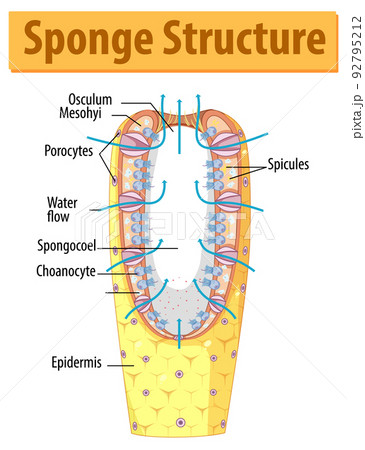 Diagram showing structure of spongeのイラスト素材 [92795212] - PIXTA