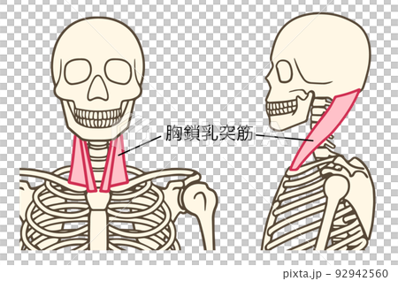 Sternocleidomastoid muscle, neck, front, side,... - Stock Illustration ...