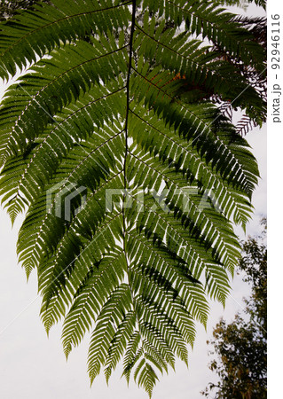 Ferns field in the darkの写真素材 [92946116] - PIXTA