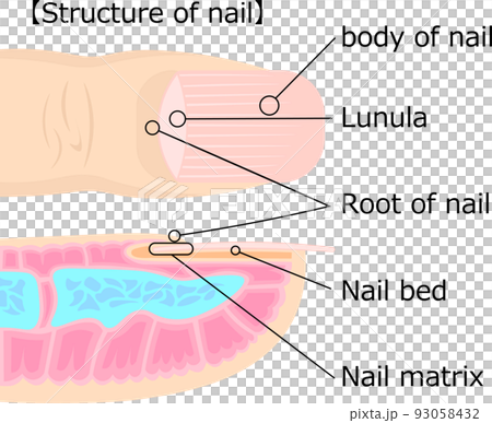 Nail structure English - Stock Illustration [93058432] - PIXTA