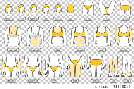 Female hair removal illustration by parts, face... - Stock Illustration ...