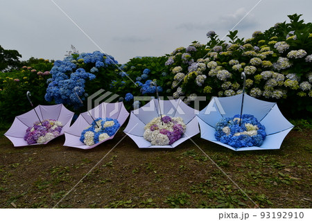 ≪群馬県≫梅雨の山間に咲く紫陽花の写真素材 [93192910] - PIXTA