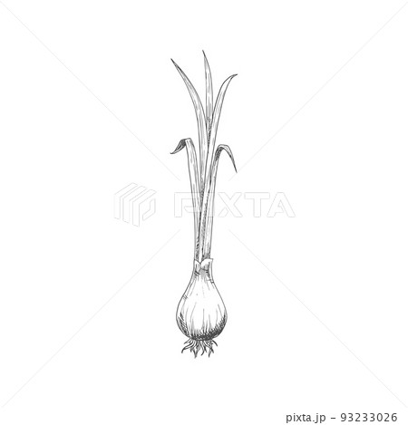 Onion Botanical Drawing Red Onion Botanical Art Watercolour