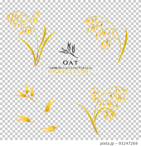 Watercolor color illustration of oats (yellow) - Stock Illustration ...