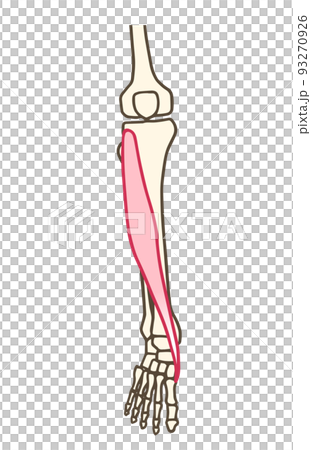 tibialis anterior, shin muscles, muscles that... - Stock Illustration ...
