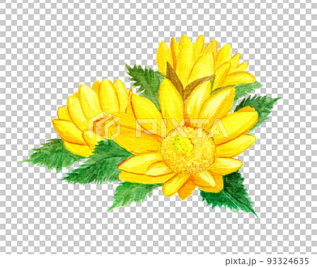 hand drawn watercolor cute adonis illustration - Stock Illustration ...