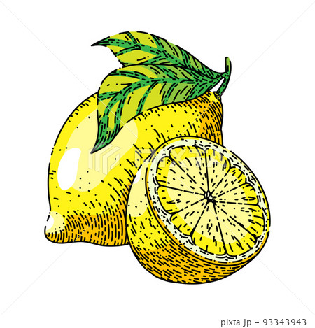 lemon fruit cut sketch hand drawn vectorのイラスト素材 [93343943] - PIXTA