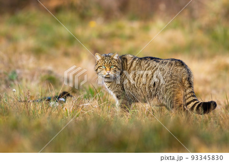 European wildcat standing on field in autumn...の写真素材 [93345830] - PIXTA
