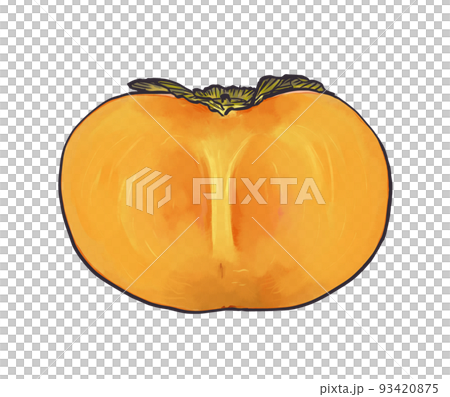 Pen drawing style persimmon cross section - Stock Illustration ...