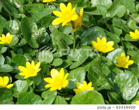 Ficaria verna, commonly known as lesser...の写真素材 [93439400] - PIXTA