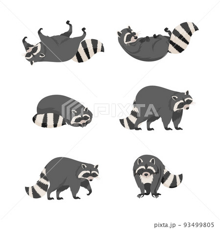 Set of cute gray raccoons in everyday...のイラスト素材 [93499805] - PIXTA