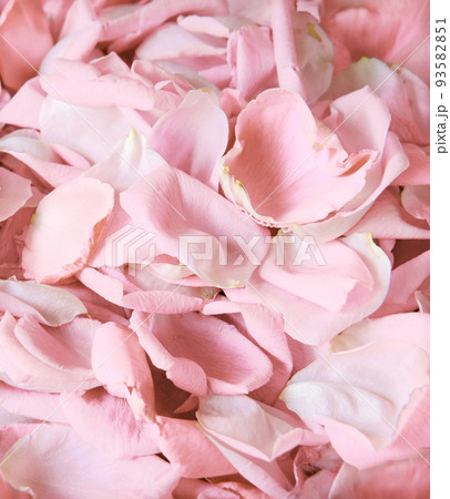 Natural background of rose petalsの写真素材 [93582851] - PIXTA