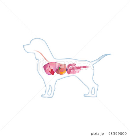 Dog Internal Anatomy 5,000+ Dog Anatomy Stock Photos, Pictures