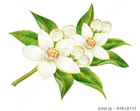 Star Jasmine Flower Drawing