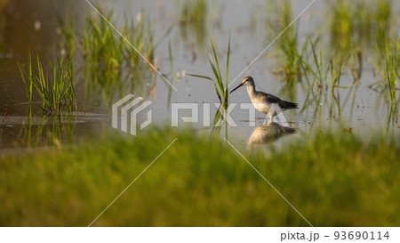 Common greenshank wading in shallow water with...の写真素材 [93690114] - PIXTA