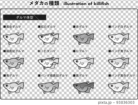 Daruma-shaped medaka 12 types illustration set... - Stock Illustration ...