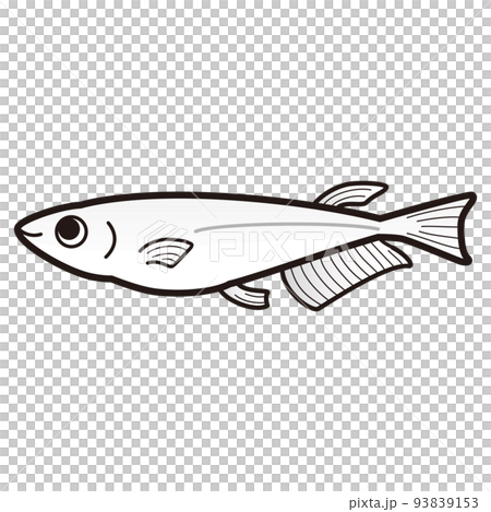 Illustration of white killifish - Stock Illustration [93839153] - PIXTA