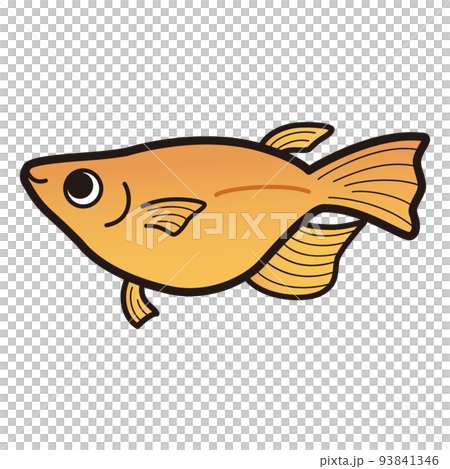 Illustration of Yokihi Handaruma Medaka - Stock Illustration [93841346 ...