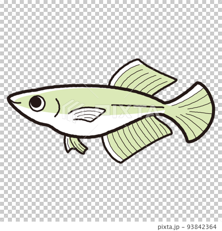 Illustration of a simple Hikari Medaka - Stock Illustration [93842364 ...