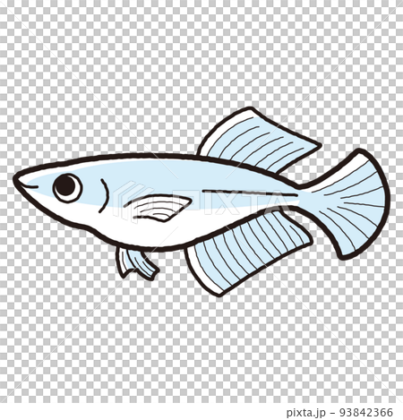 Illustration of a simple Hikari Medaka - Stock Illustration [93842366 ...
