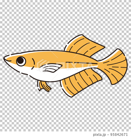 Illustration of a simple Hikari Medaka - Stock Illustration [93842671 ...