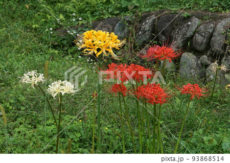 三色の彼岸花の写真素材 [93868514] - PIXTA
