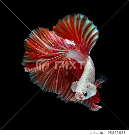 Betta fish red hellboy in the aquarium black blac | materials ...