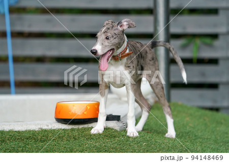 Border Collie Italian Greyhound Mix