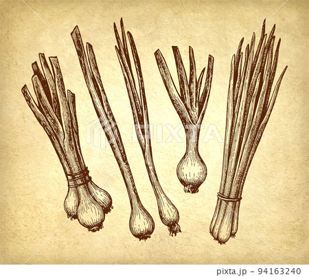 Scallions ink drawing.のイラスト素材 [94163240] - PIXTA