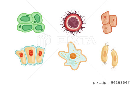 Human Cell Clipart