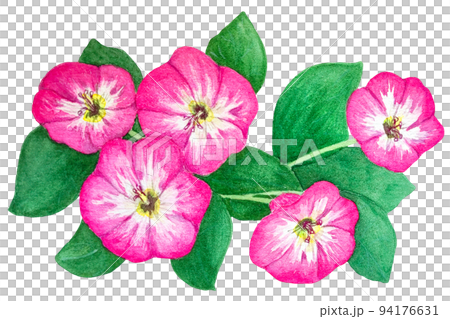 Watercolor convolvulus, pink hand draw flower... - Stock Illustration ...