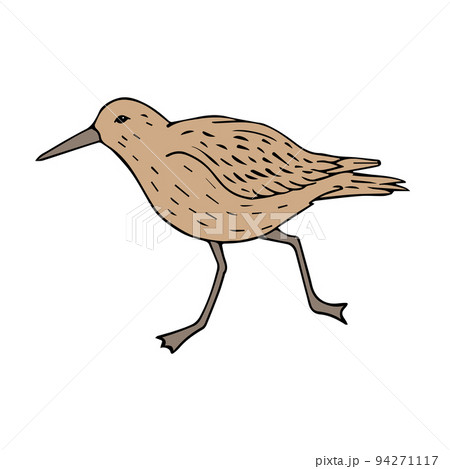 Sandpiper Bird Clip Art