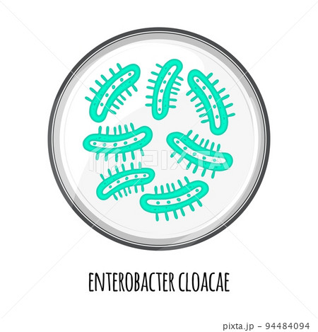 enterobacter cloacae