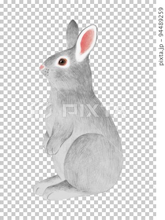 Gray rabbit colored pencil drawing - Stock Illustration [94489259] - PIXTA