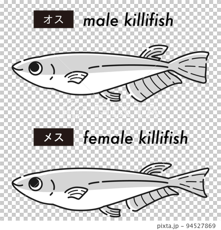 Male and female medaka illustration set (black... - Stock Illustration ...