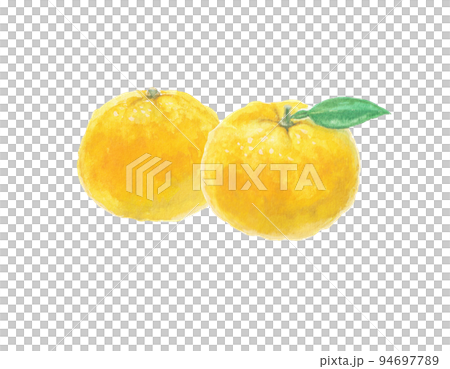 Yuzu illustration drawn with watercolors - Stock Illustration [94697789 ...